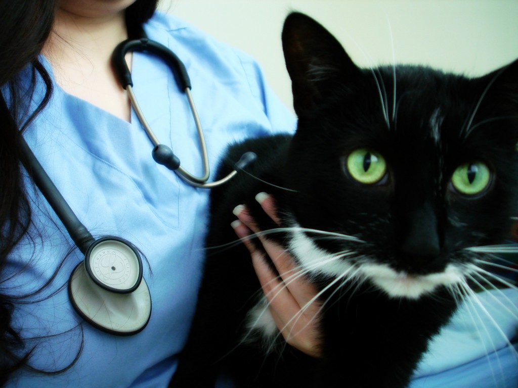 About Cat Caretaker s Guide About Cat Caretaker s Guide